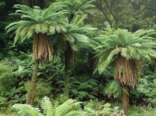 Golden Tree Fern (Dicksonia Fibrosa) 500 Spores | My Seeds