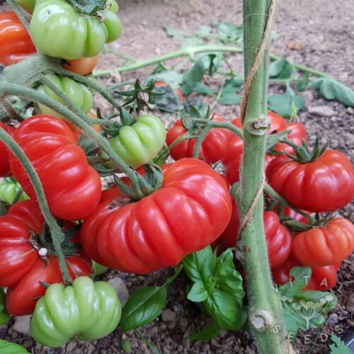 Tomato Costoluto Fiorentino 30 Seeds Heirloom | My Seeds
