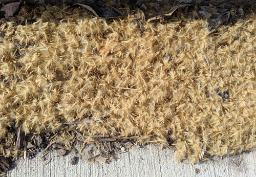 London Plane Tree Seeds | My Seeds