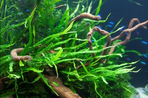 Needle leaf Java Fern SMALL (Microsorium) - Live Aquarium Plant | My Seeds