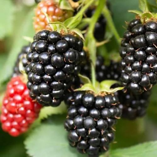 Organic Blackberry Seeds | My Seeds
