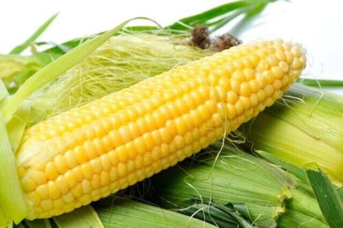 SWEET CORN 'Balinese' 30 Seeds HEIRLOOM Non-GMO | My Seeds