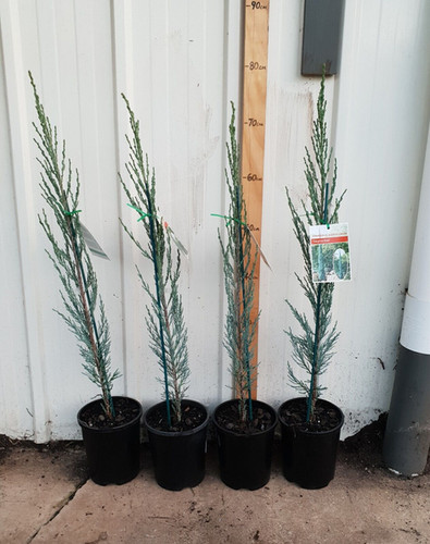 Italian Pencil Pine Tree Seeds | My Seeds