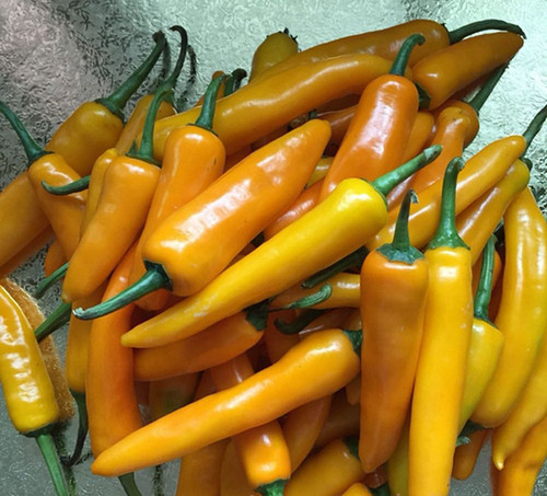 CHILLI Siam Yellow seeds Spring Summer
