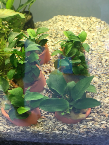 Live Aquarium Fish Tank Plant Anubias Nana In Terracotta OR Mesh pots ...