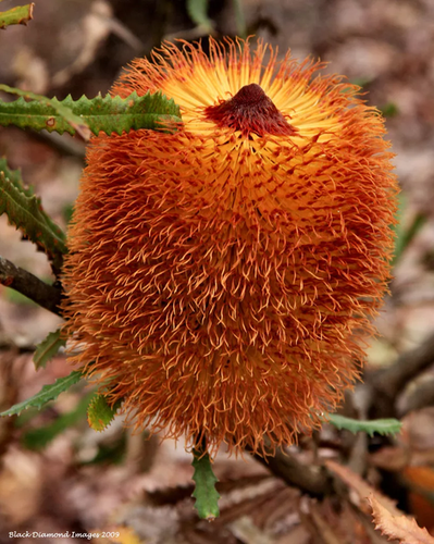 Possum Banksia (Banksia baueri) 5 seeds | My Seeds