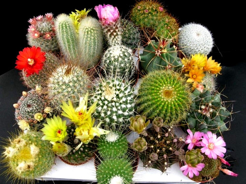 MIXED CACTI SEEDS - Garden Flowers Cactus Succulents | My Seeds
