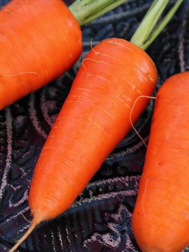 CARROT red core chantenay 200 seeds heirloom | My Seeds