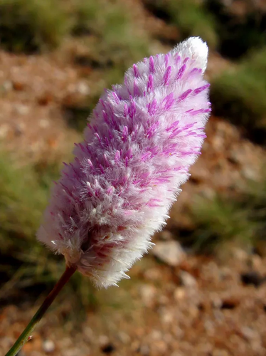 Weeping Mulla Mulla (Ptilotus calostachyus) 100 Seeds | My Seeds