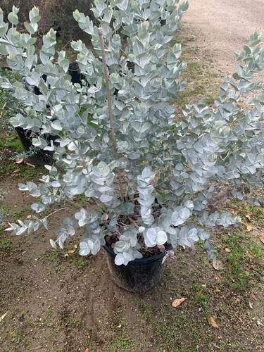 White Leaved Mallee (Eucalyptus albida) 50 Very Fresh Seeds | My Seeds