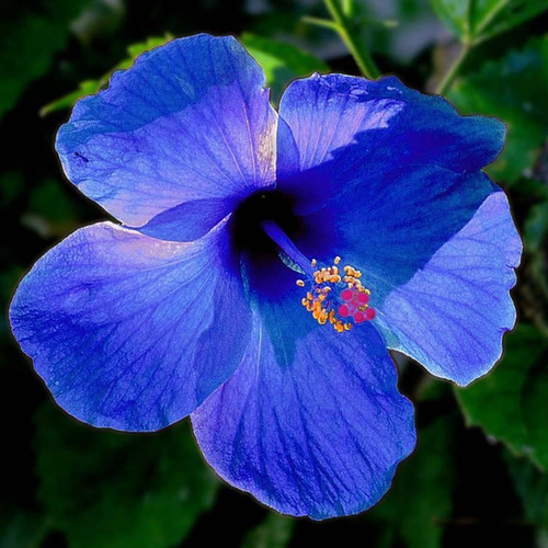 Blue Hibiscus Seeds | My Seeds