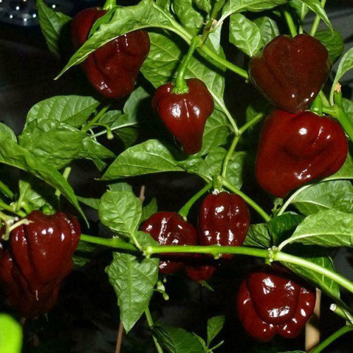 Chocolate Naga Joloka Chilli | My Seeds