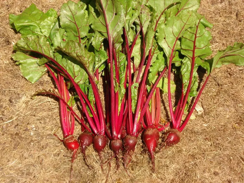 200 Crosby's Egyptian Beet Seeds | Vegetable Seeds | Pearls Nursery