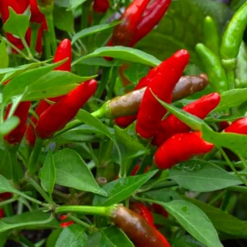 CHILLI Asian Bird Eye 10 seeds HEIRLOOM vegetable garden SPRING SUMMER ...