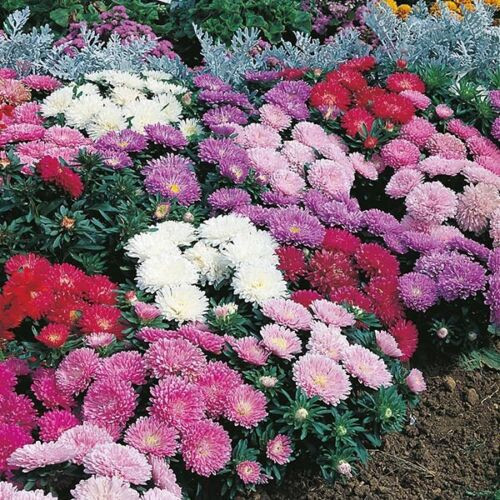 Aster Milady Mix Seeds | Pearls Nursery