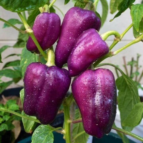 Purple Bell Chilli | My Seeds