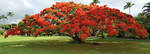 Royal Poinciana Tree Seeds | My Seeds