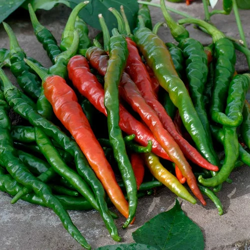 CHILLI Cayenne Red SEEDS - open pollinated and fresh | My Seeds