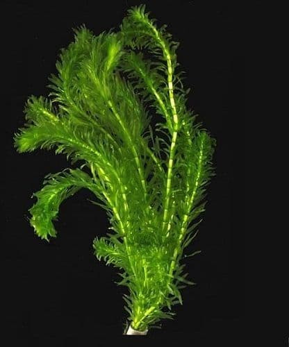 Elodea Densa - Bunches - Pond Plant - Live Aquarium Plant! Gold Fish ...