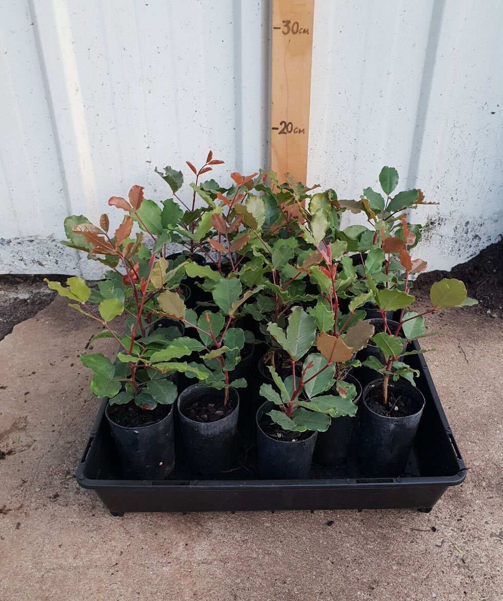 Carob Tree Seeds | My Seeds