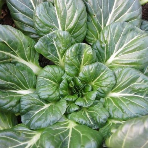 Tatsoi Spoon Mustard | My Seeds