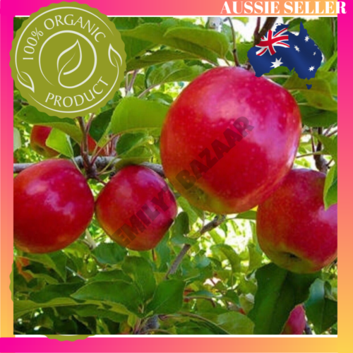 Pink Lady Apple Seeds | My Seeds