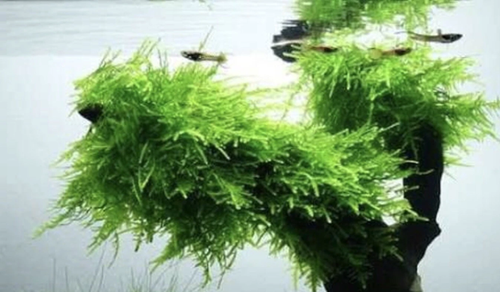 Live Christmas (Xmas) Moss - Live Aquarium Plant | Aquarium Plants ...