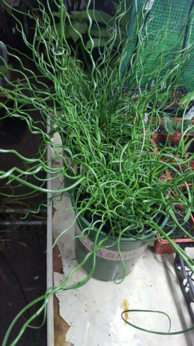 Corkscrew Grass | My Seeds