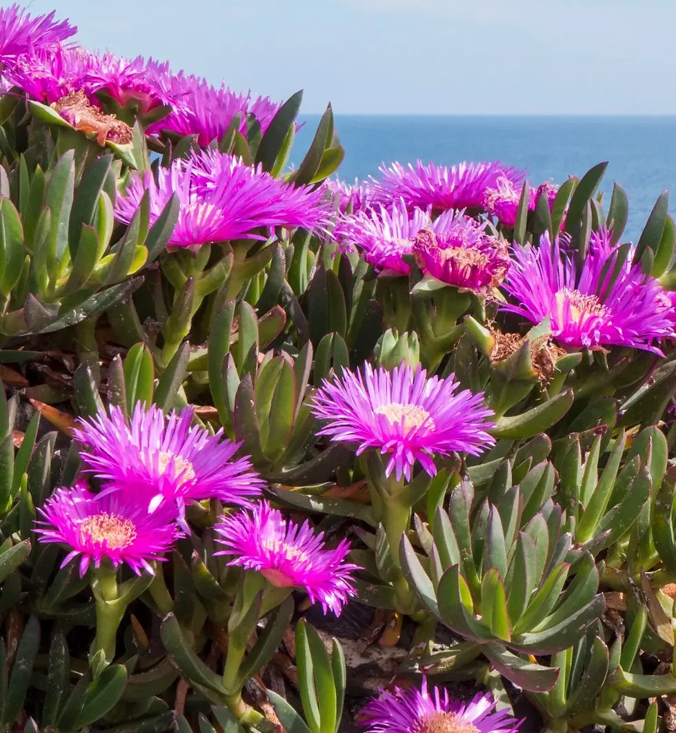 Coastal Pigface (Carpobrotus virescens) Fresh Seeds Succulents | My Seeds