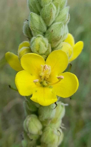 Organic Greater Mullein Seeds ~ Hardy & Fresh Seeds | My Seeds