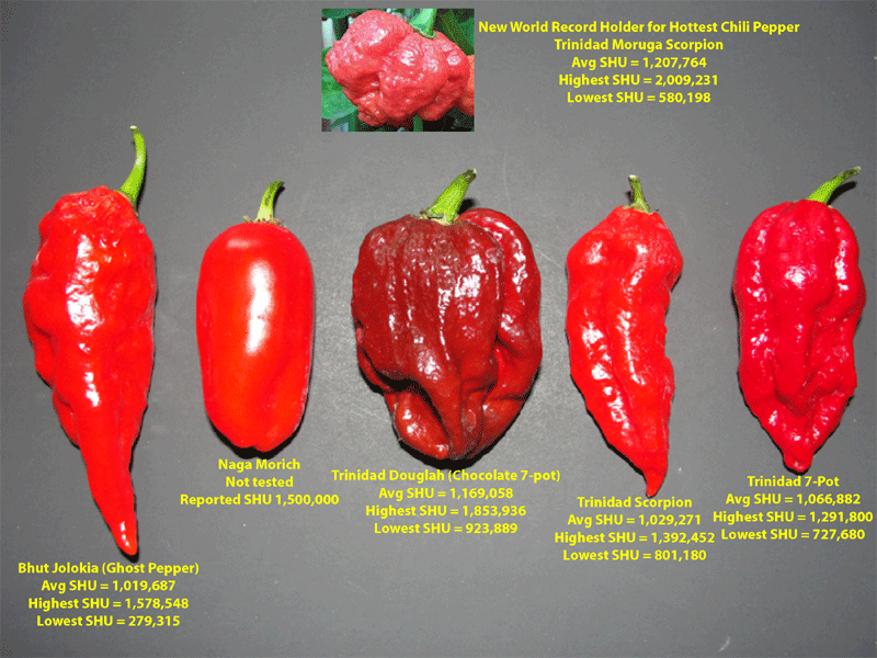 TRINIDAD MORUGA SCORPION CHILLI SEEDS | My Seeds