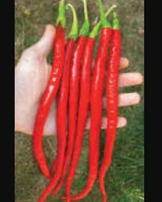 Giant Chilli | My Seeds