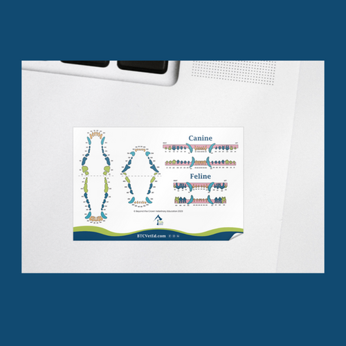 Dental Chart Sticker 6 x 4 | Beyond the Crown