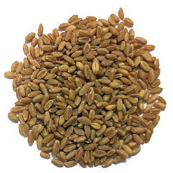 Eden Valley Grain - Whole Wheat 20KG | TheNourishedPantry