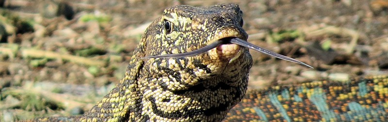 MONITOR LIZARD FACTS