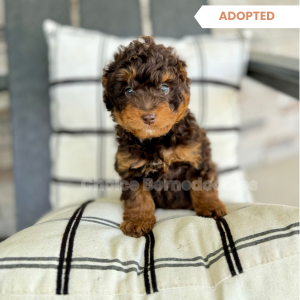 2024 Spring Oakley Riptide Litter | Choice Bernedoodles