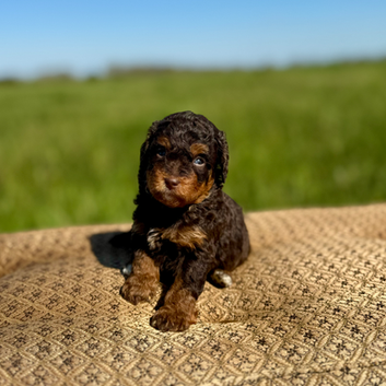 2024 Spring Oakley Riptide Litter | Choice Bernedoodles