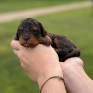 2024 Spring Oakley Riptide Litter | Choice Bernedoodles