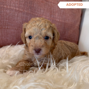 2024 Winter Oakley + Riptide Litter | Choice Bernedoodles