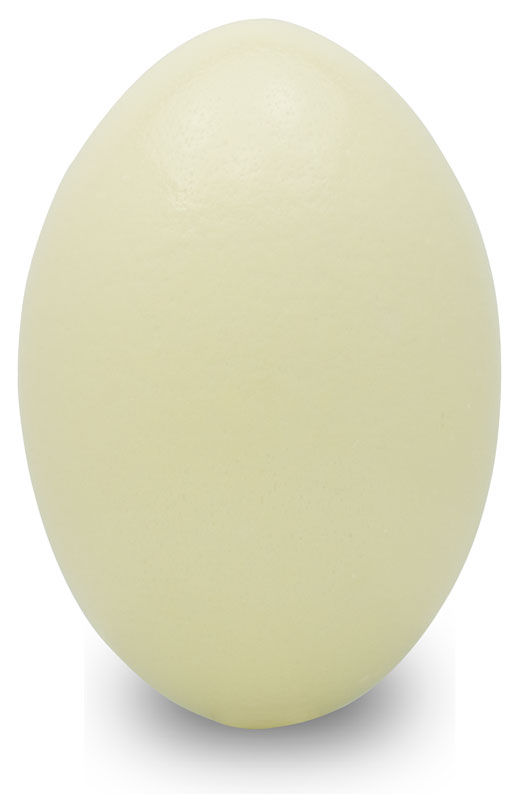 Rhea Egg | Eggstravaganza