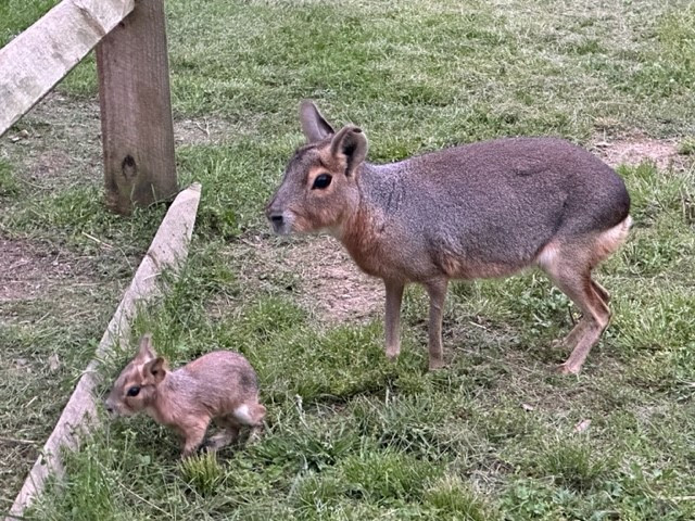 Patagonian Cavies | Liberty Acres