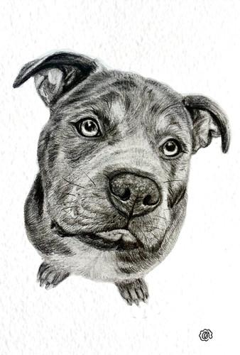 XL Bully Original Drawing | Art by Caitlin Rober