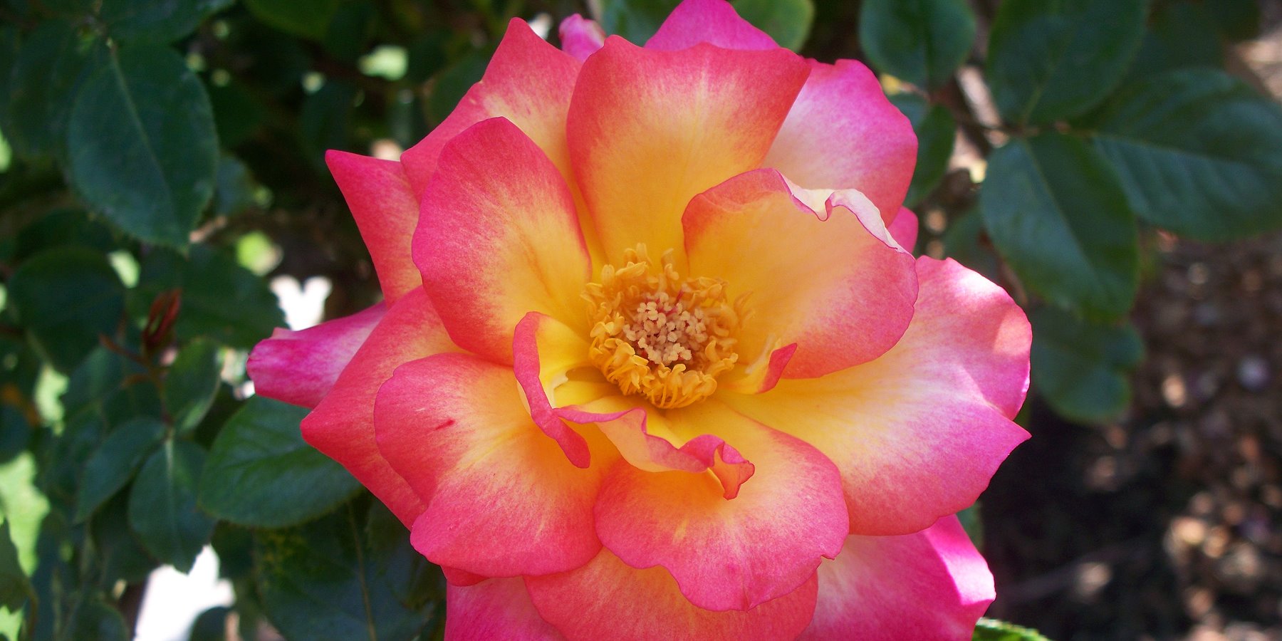 Types of Roses | OrangeCountyRoseSoc
