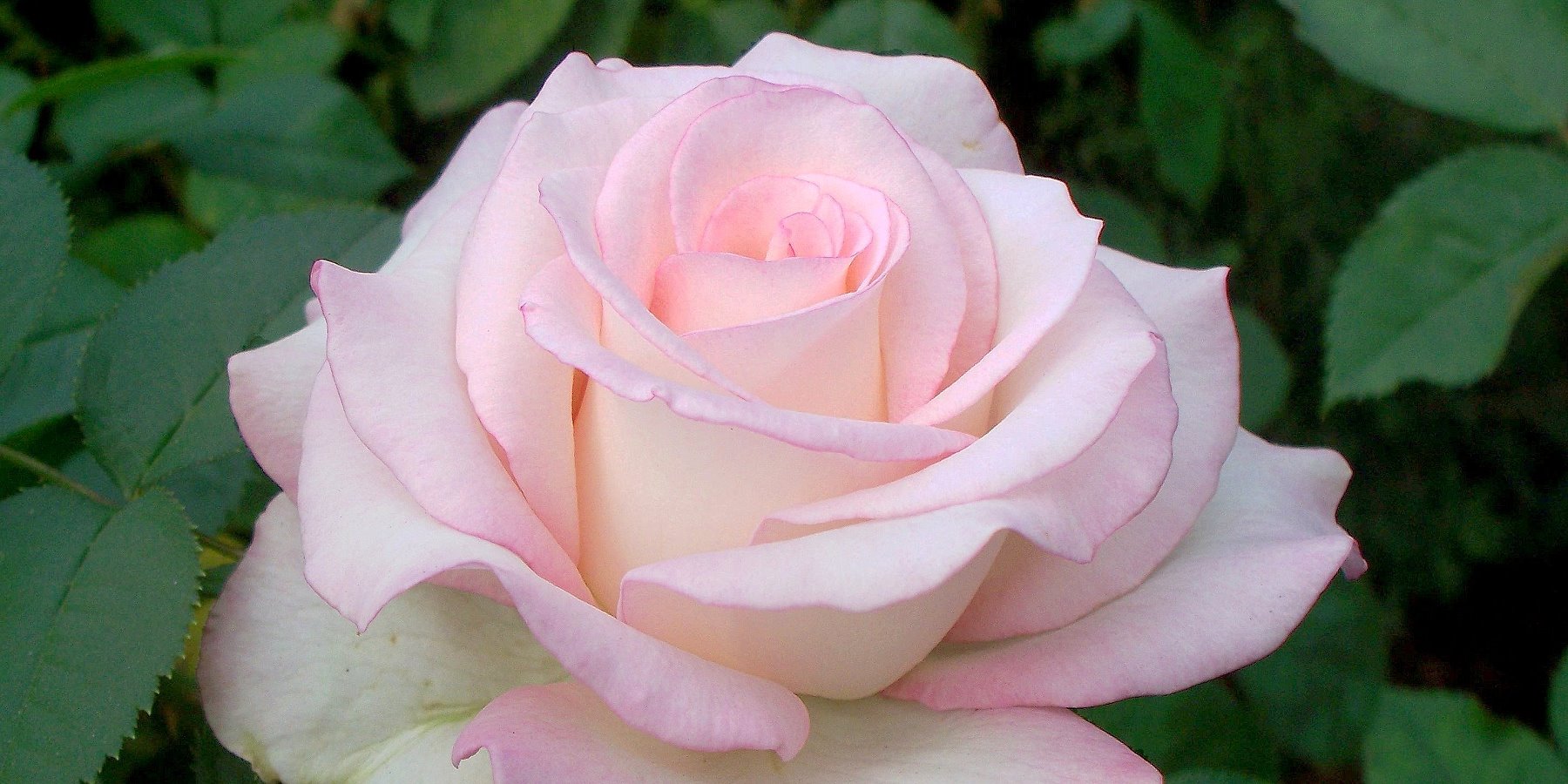 Types of Roses | OrangeCountyRoseSoc