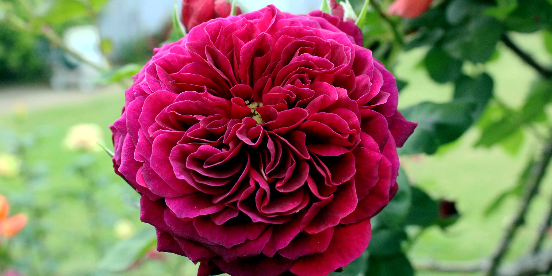 Types of Roses | OrangeCountyRoseSoc