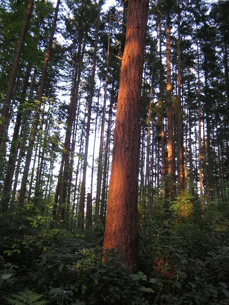 Events | Restoring Earth Conn