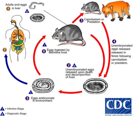 Leptospirosis likely present in Pacific region