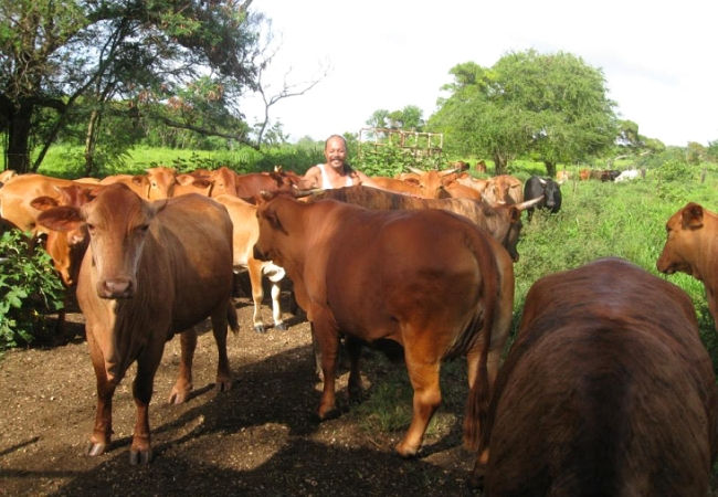Taking the bull by the horns: Tinian seeking to revitalize cattle industry