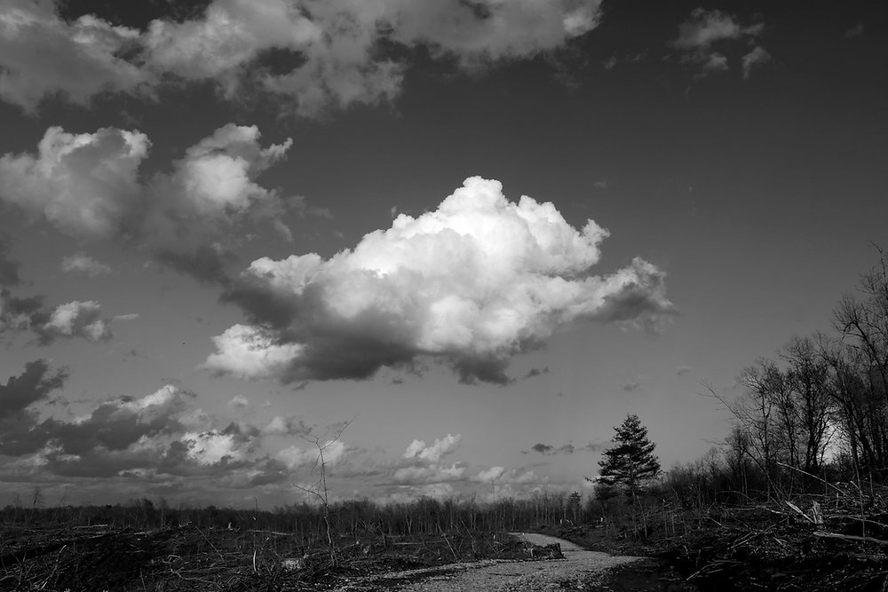 The Timber Series