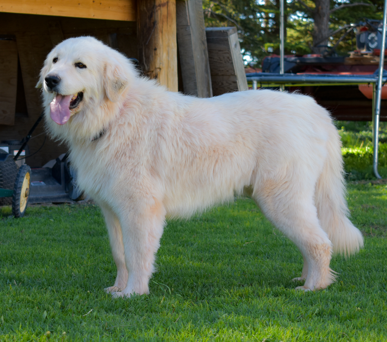 Great Pyrenees Breeding Pairs in Wyoming - Hergert Family Farm